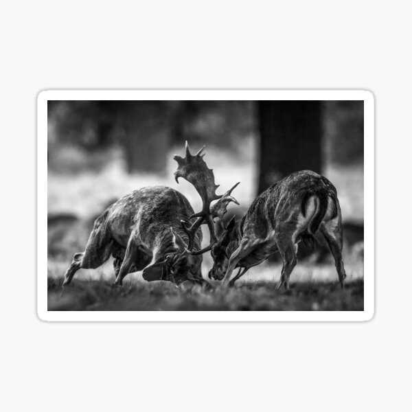 "Fallow Deer Fight" Sticker for Sale by stevesimages1 | Redbubble