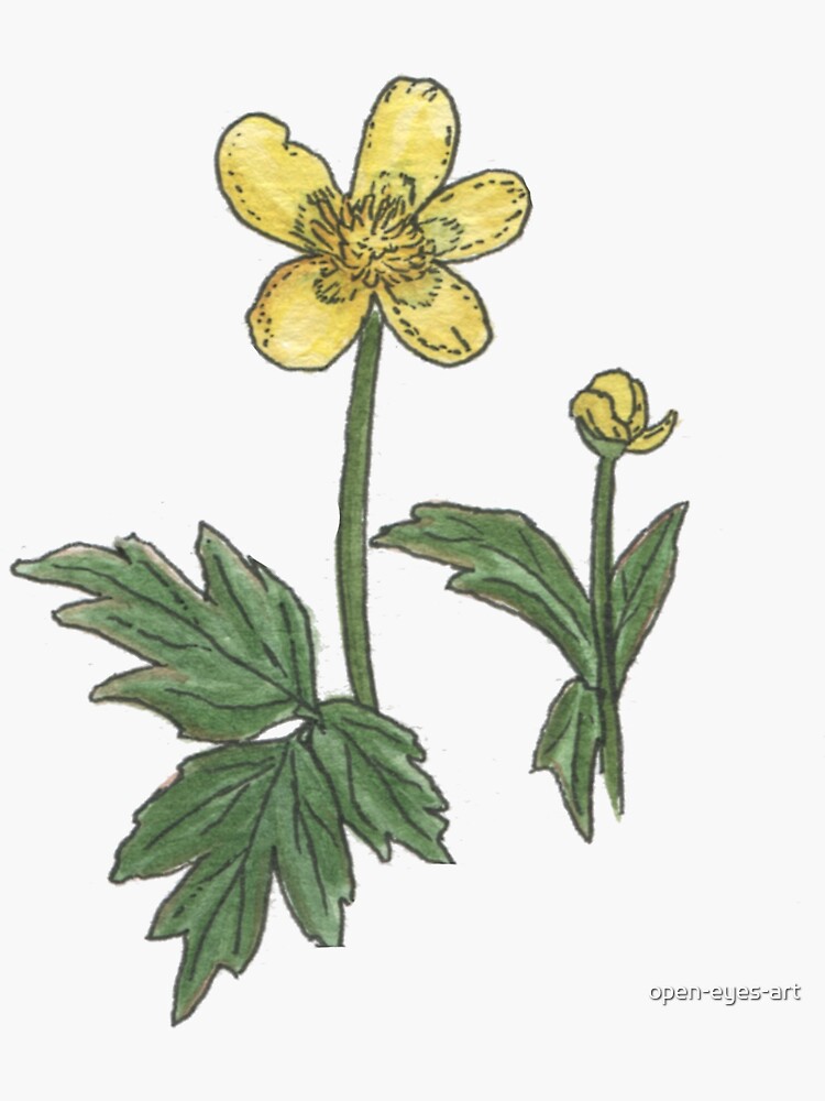 "Yellow buttercup botanical drawing" Sticker by open-eyes-art | Redbubble