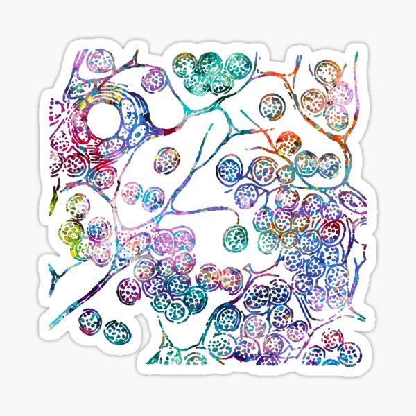 "Cells of Lymphatic Gland Histology" Sticker by EvasDreams | Redbubble