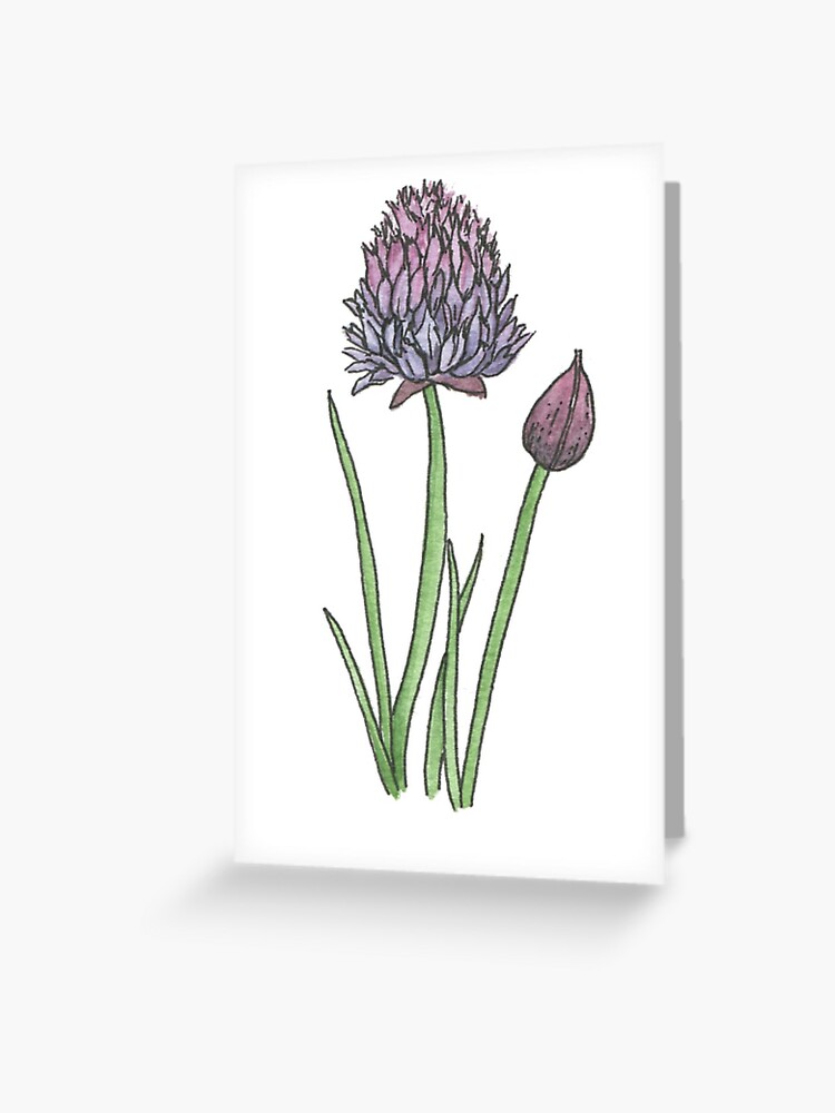 "Chive flower botanical drawing" Greeting Card for Sale by open-eyes ...