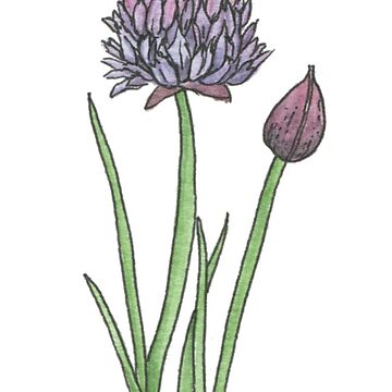 "Chive flower botanical drawing" Greeting Card for Sale by open-eyes ...