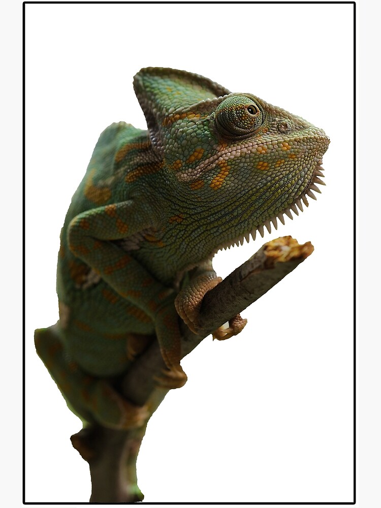 "Chameleon box design" Poster by crowned-crested | Redbubble
