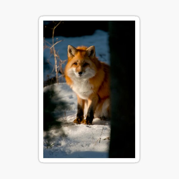 "Red Fox" Sticker for Sale by Fox-Images | Redbubble