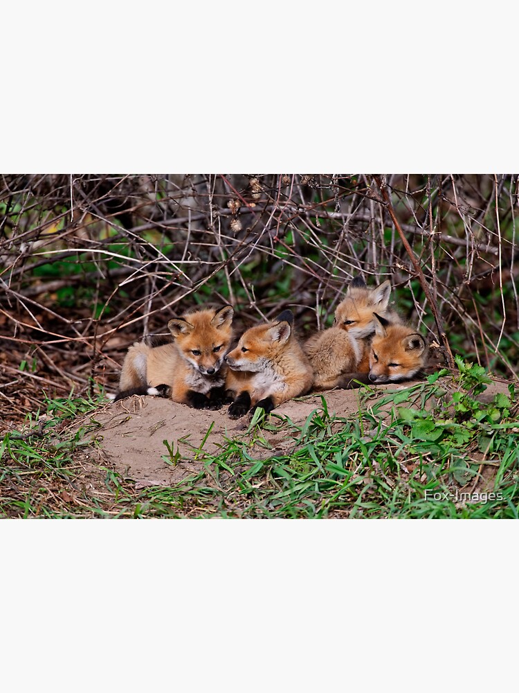 "Red Fox Kits" Sticker for Sale by Fox-Images | Redbubble