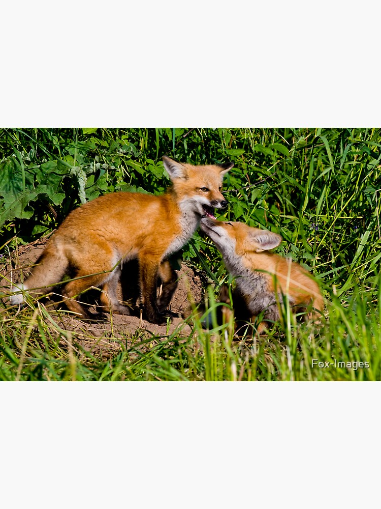 "Red Fox Kits" Sticker for Sale by Fox-Images | Redbubble