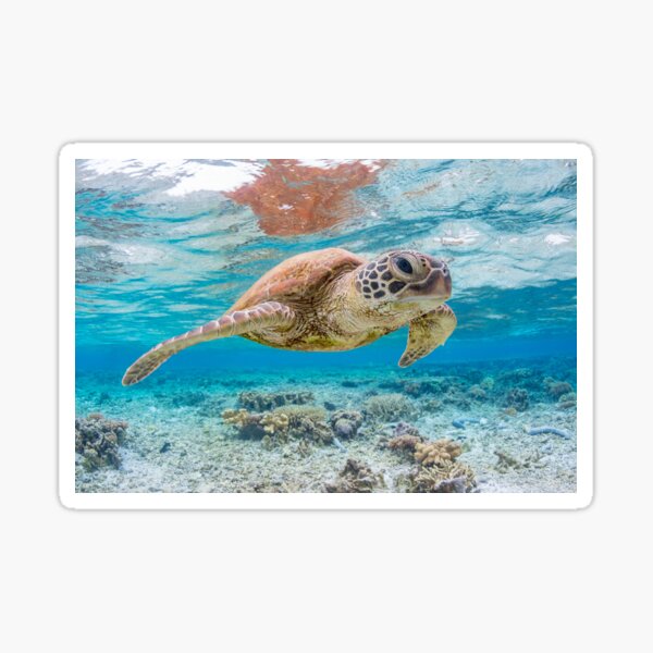 "Blue ocean sea turtle - summer sea swimming turtle" Sticker for Sale ...