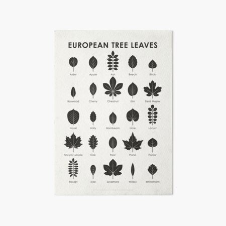 "Old European Tree Leaves Identification Chart" Art Board Print by ...