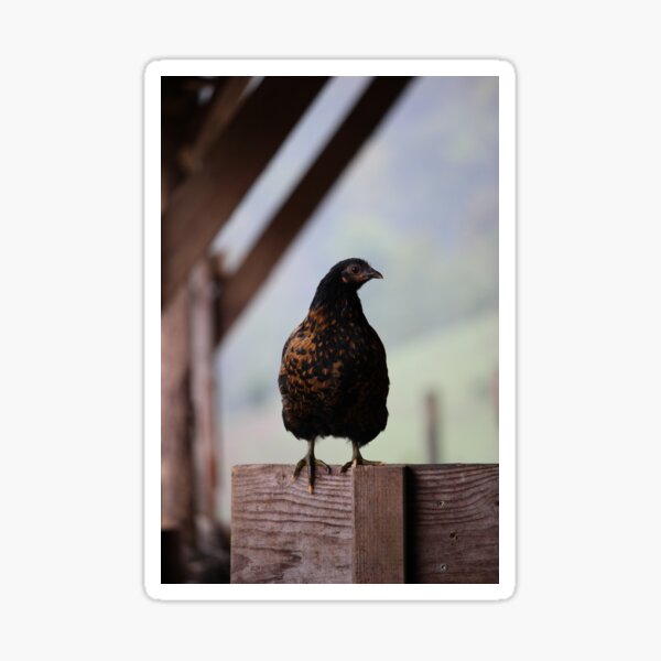 "Hen" Sticker by jean-nicolas | Redbubble