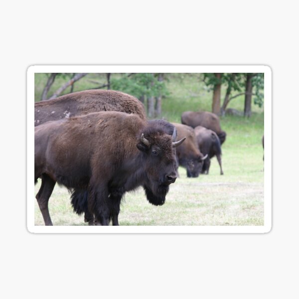 "Buffalo" Sticker by Plutonium-Wax | Redbubble