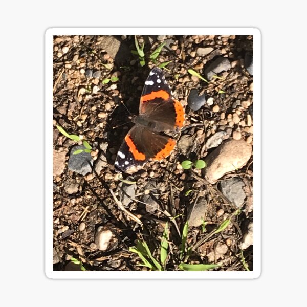"Butterfly Red Admiral Photo" Sticker for Sale by syndyjohnston | Redbubble