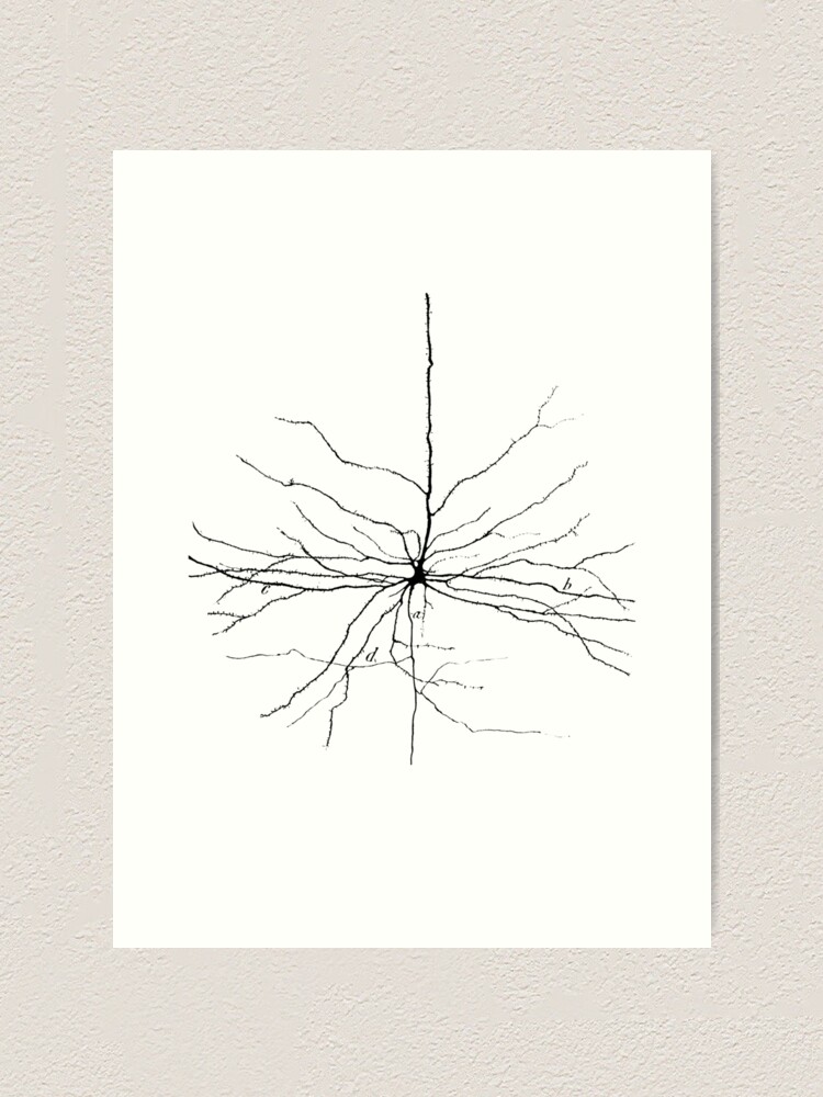 "Cajal Illustration, Pyramidal Cell, silhouette" Art Print for Sale by ...