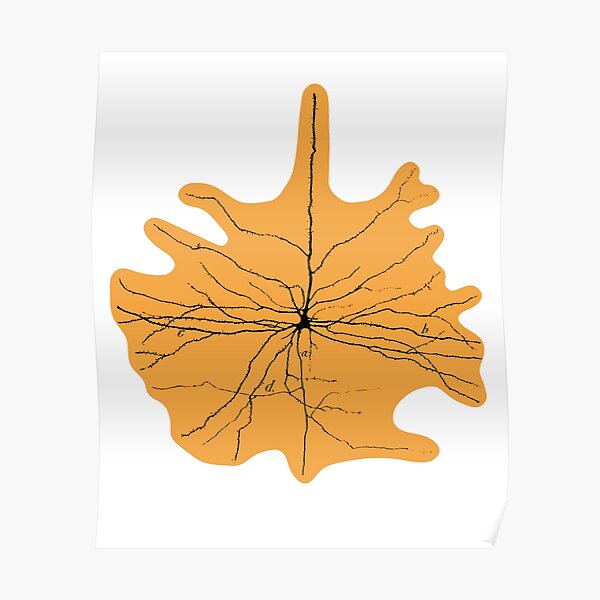 "Yellow Cajal Illustration, Pyramidal Cell, silhouette" Poster by ...