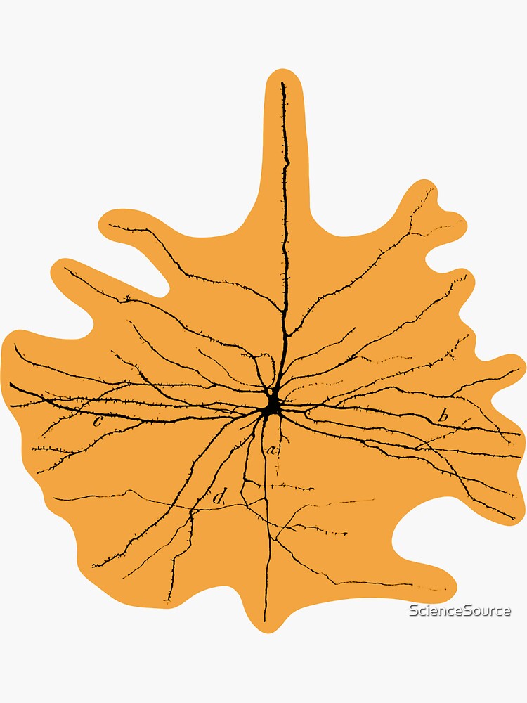 "Yellow Cajal Illustration, Pyramidal Cell, silhouette" Sticker for ...