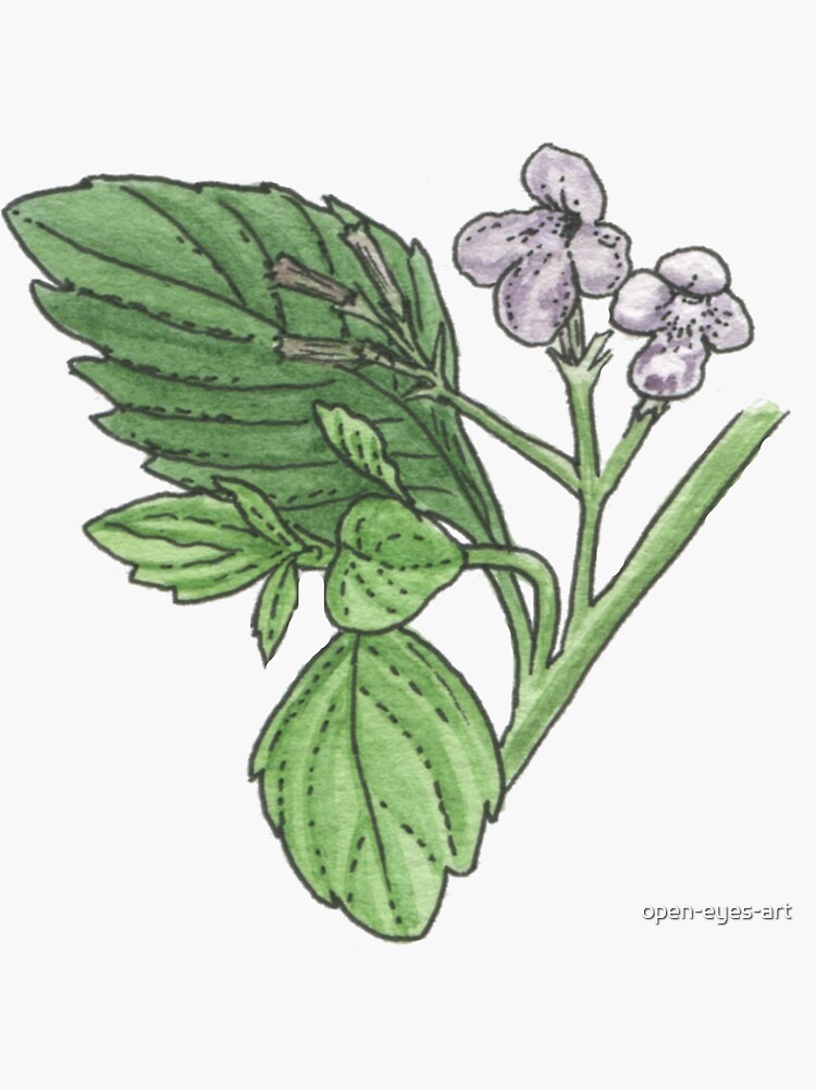 "Calamint flower botanical drawing" Sticker for Sale by open-eyes-art ...