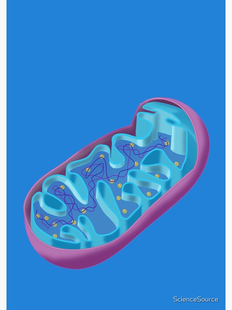 Cuaderno for Sale con la obra «Mitocondria azul y púrpura, un orgánulo ...