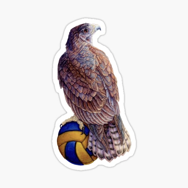 "Volleyball Hawk #9 - Short-tailed hawk " Sticker for Sale by rafallerart | Redbubble