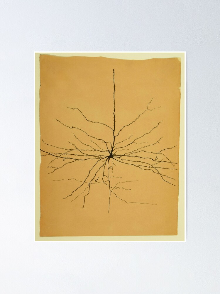 "Pyramidal Cell in Cerebral Cortex, Cajal Illustration" Poster for Sale ...