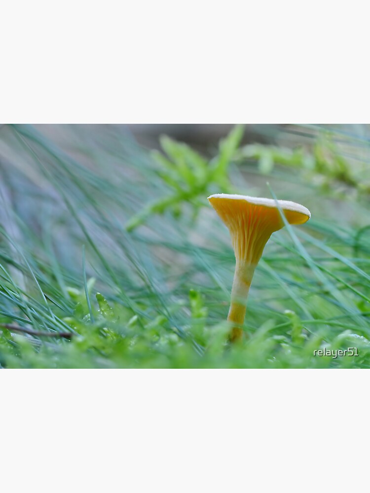 "Standing firm in the Strong Winds" Sticker by relayer51 | Redbubble