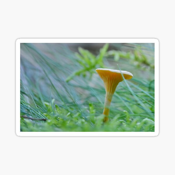 "Standing firm in the Strong Winds" Sticker by relayer51 | Redbubble