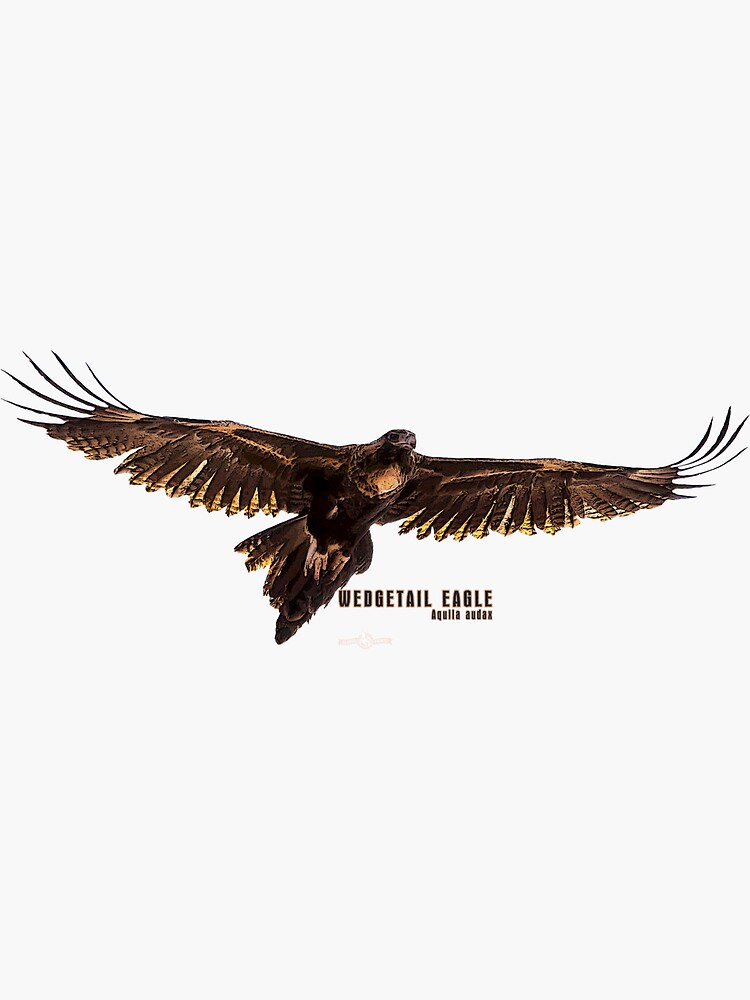 "Wedgetail Eagle_01C" Sticker for Sale by SEADOGPRINTS | Redbubble