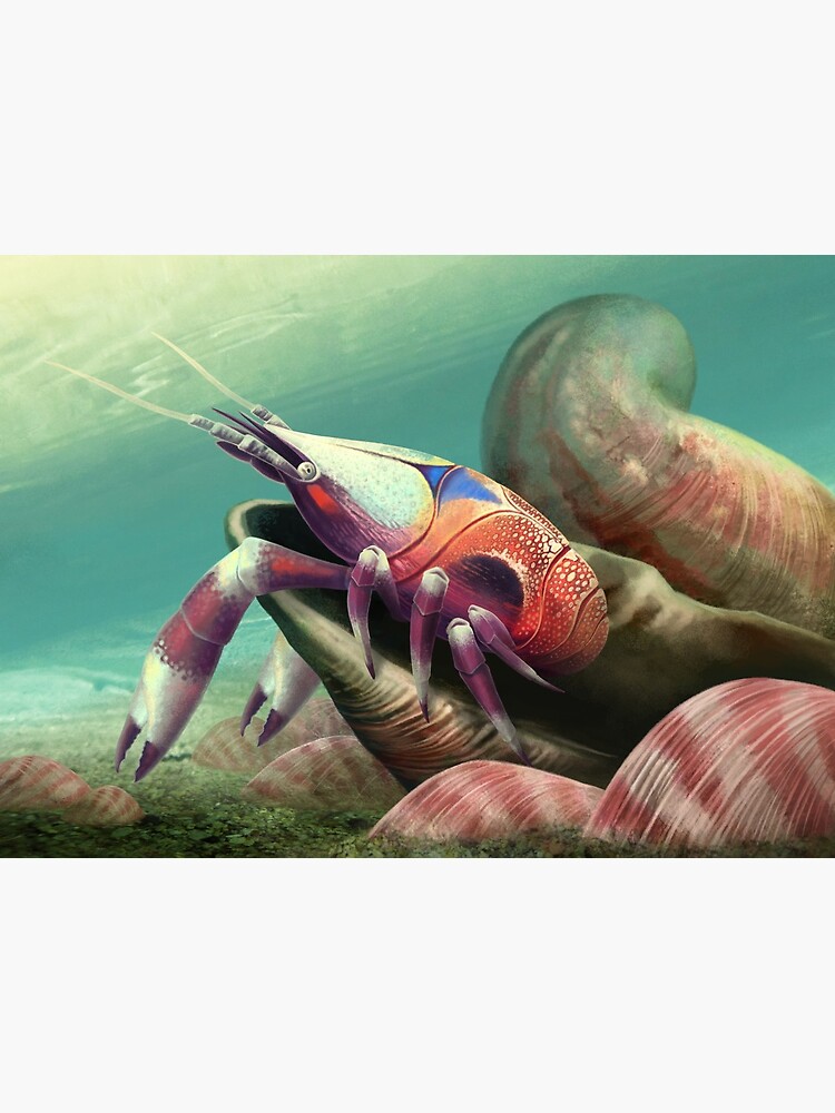 "Platykotta akaina" Art Board Print for Sale by Franz Anthony | Redbubble