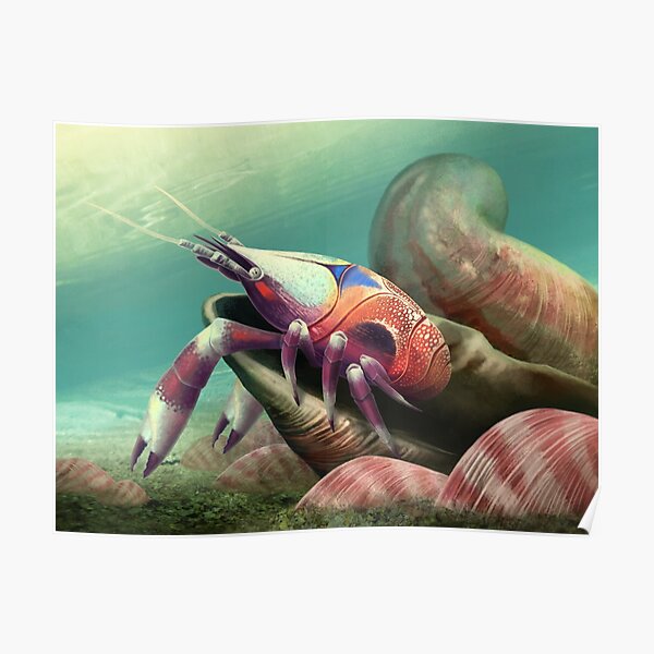 "Platykotta akaina" Poster for Sale by franzanth | Redbubble