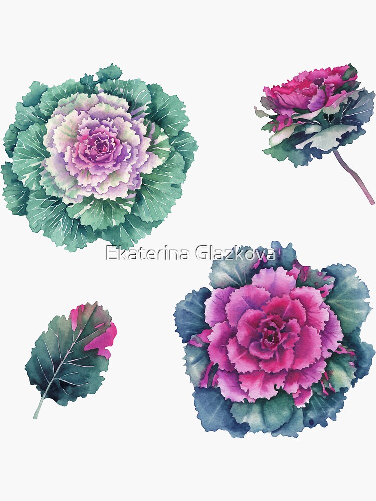 "Watercolor flowering Kale" Sticker for Sale by Glazkova | Redbubble