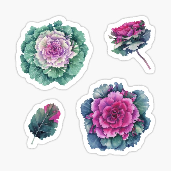"Watercolor flowering Kale" Sticker for Sale by Glazkova | Redbubble