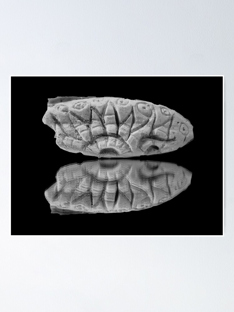 Cuttlefish” | In Black and White" Poster for Sale by LiseHoltArt ...