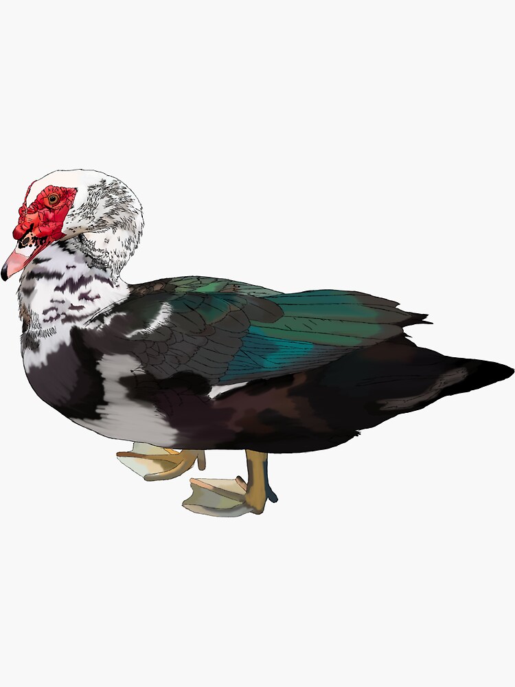 "Muscovy duck" Sticker for Sale by Skcud | Redbubble