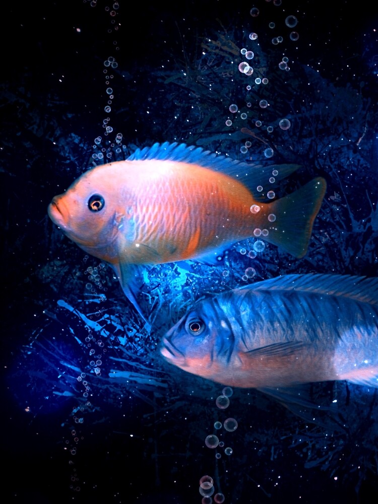 Red Zebra Fish