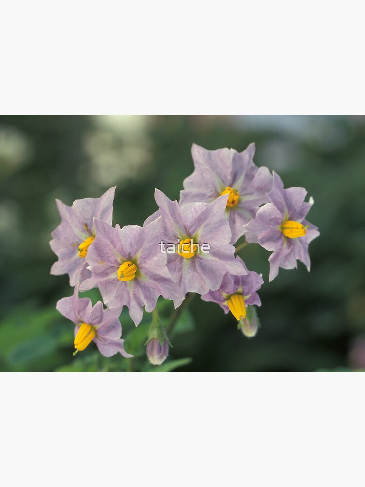 "Potato Flowers Solanum Rantonnetii Royal Robe" Sticker by taiche ...