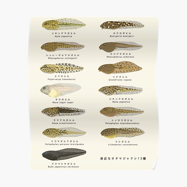 "Tadpoles in Japan" Poster for Sale by morisachi713 | Redbubble