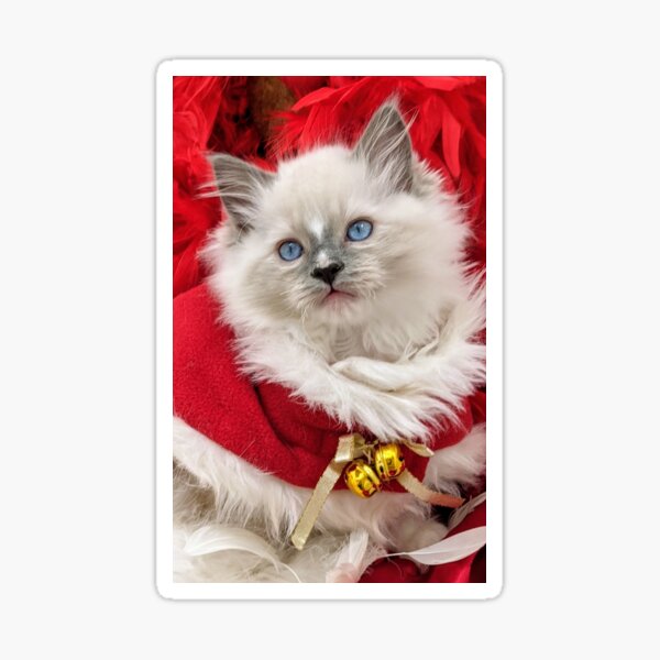 "Ragdoll kitten Santa baby" Sticker by Fluffycat2020 | Redbubble