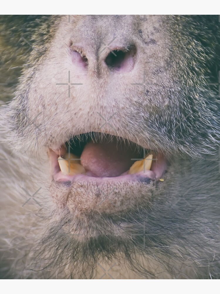 Lámina fotográfica «Cara de mono primitivo» de SAVWIS | Redbubble