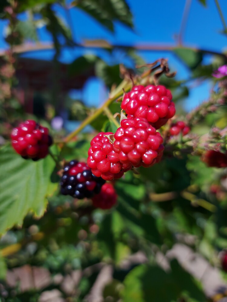 Pegatina «Frutos de mora europea (Rubus ulmifolius) con fondo de hojas ...