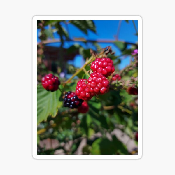 Pegatina «Frutos de mora europea (Rubus ulmifolius) con fondo de hojas ...
