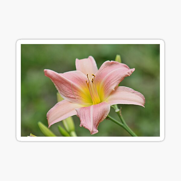 "Pale pink day lily" Sticker for Sale by backyardwonders | Redbubble