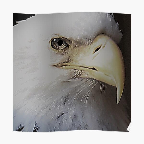 "Eagle Eye" Poster for Sale by Dai-Boo | Redbubble