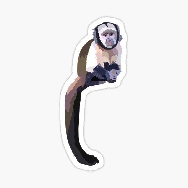 "C is for Capuchin " Sticker for Sale by thezoogirl | Redbubble