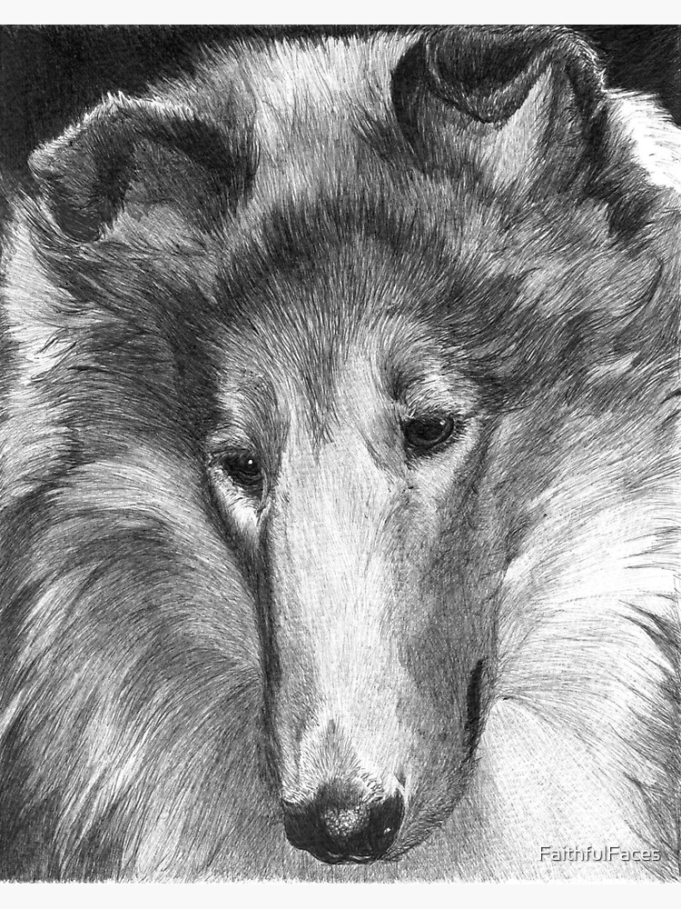 "BOBBIE/ collie" Sticker for Sale by FaithfulFaces | Redbubble