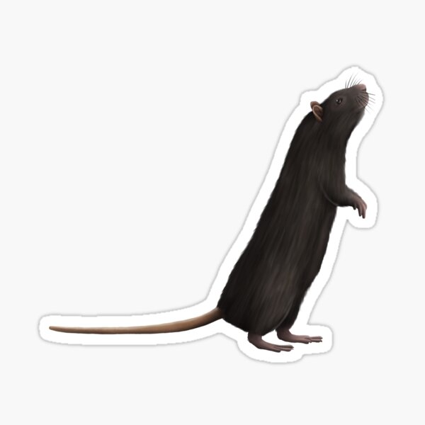 "Black Rat " Sticker by troyanthonyart | Redbubble