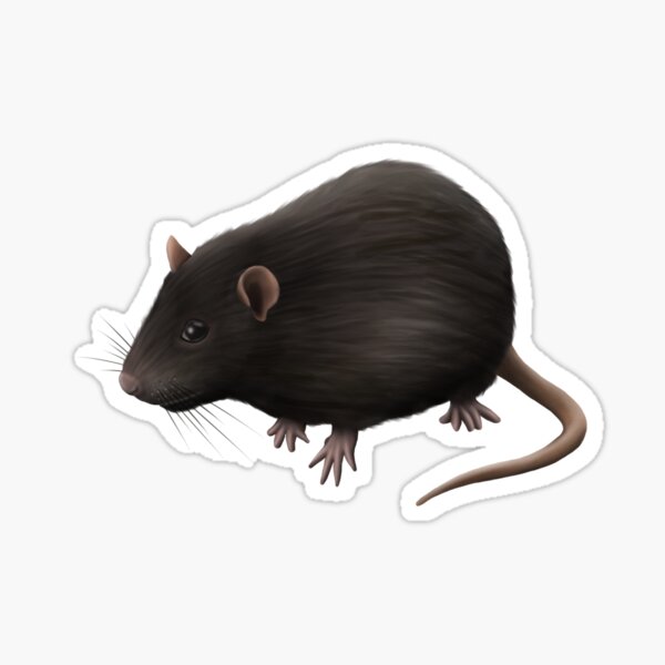 "Black Rat " Sticker by troyanthonyart | Redbubble
