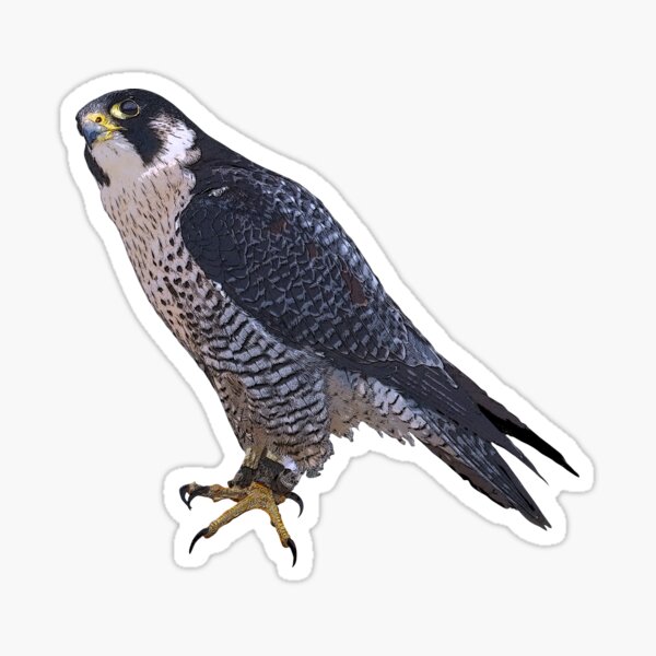 "Peregrine Falcon Color Print" Sticker for Sale by designsasstultd ...