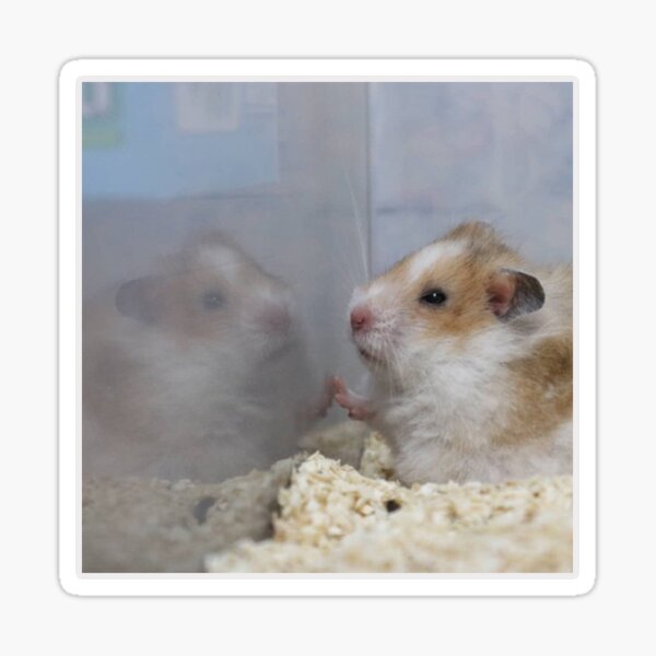 "sad hamster" Sticker for Sale by pollyvv | Redbubble