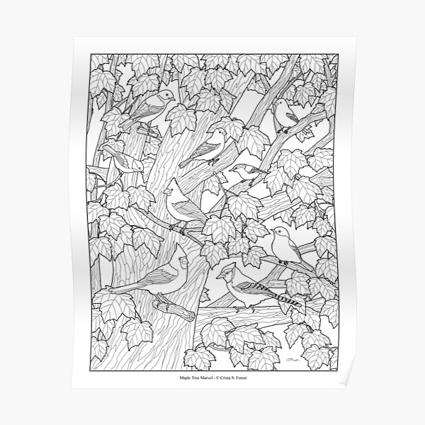 "Maple Tree Birds Adult Coloring Page" Poster for Sale by csforest ...
