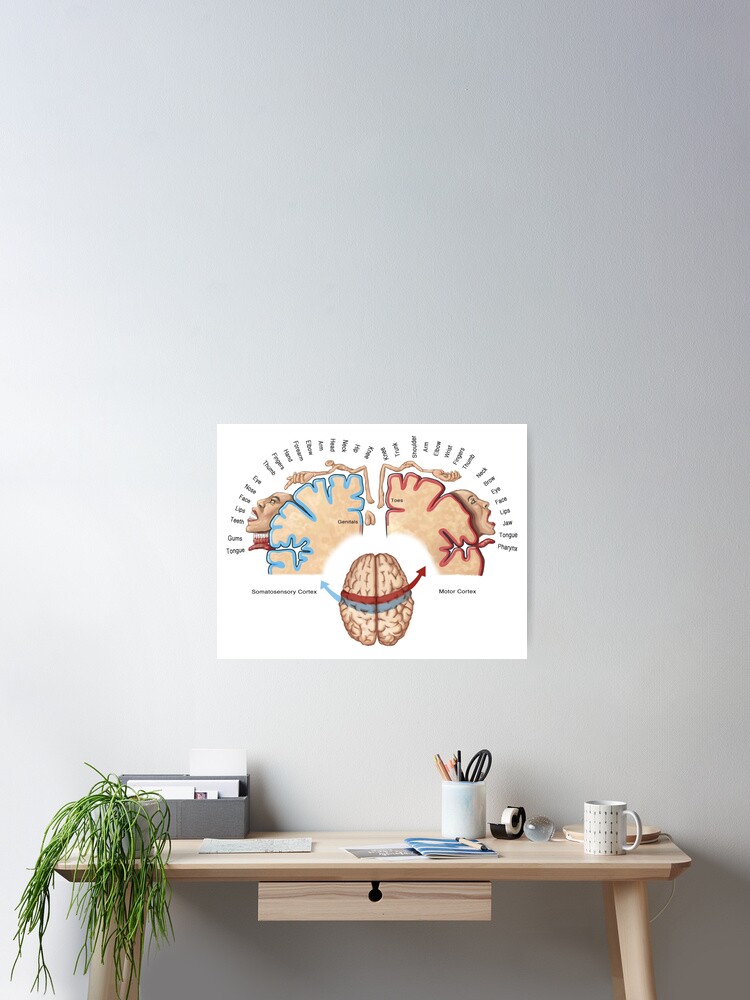 "Cortical Homunculus Illustration" Poster for Sale by ScienceSource ...