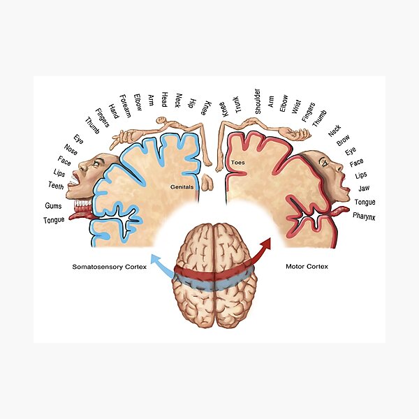 "Cortical Homunculus Illustration" Photographic Print by ScienceSource ...