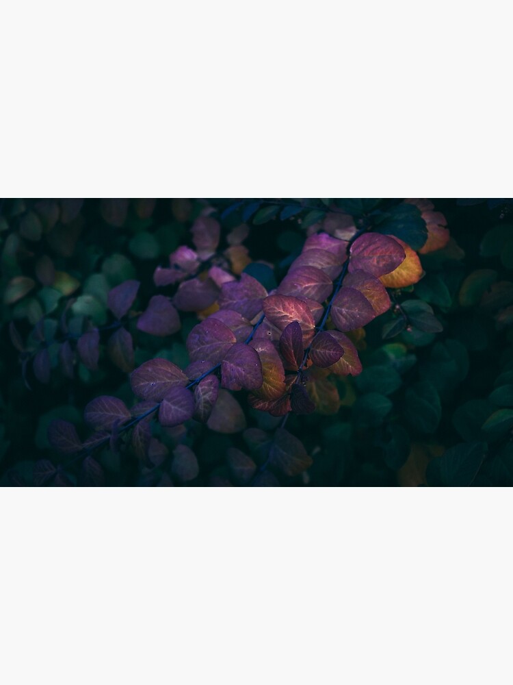 "magic leaf shot" Poster for Sale by Nancy2201 | Redbubble