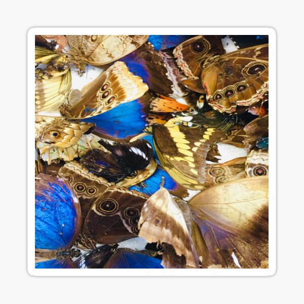 "Butterfly Wings" Sticker for Sale by CraveArt | Redbubble